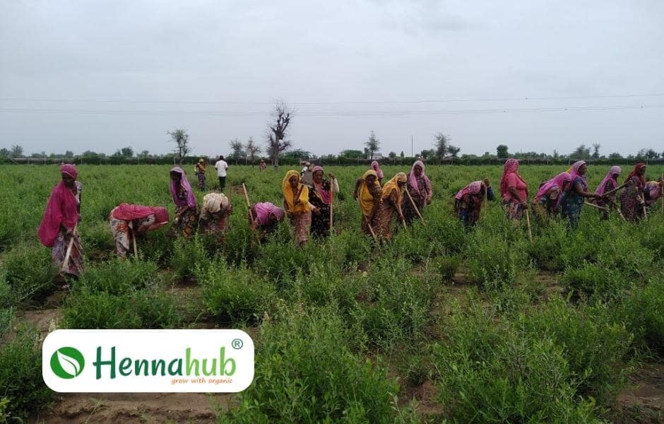 Understanding the Complete Henna Powder Production Process